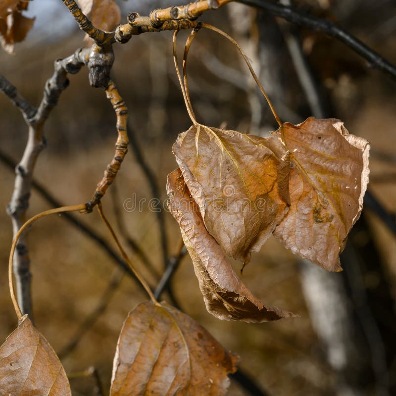 A Close-up View of Dried Brown Leaves on a Tree Branch in Autumn Stock ...