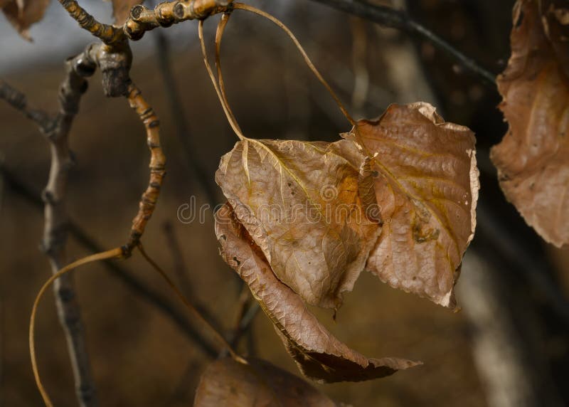 A Close-up View of Dried Brown Leaves on a Tree Branch in Autumn Stock ...