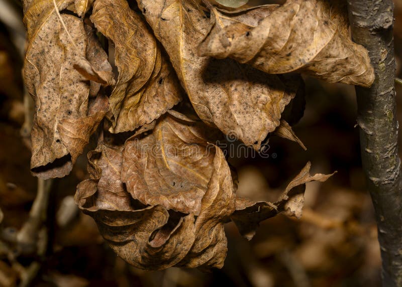 A Close-up View of Dried Brown Leaves on a Tree Branch in Autumn Stock ...