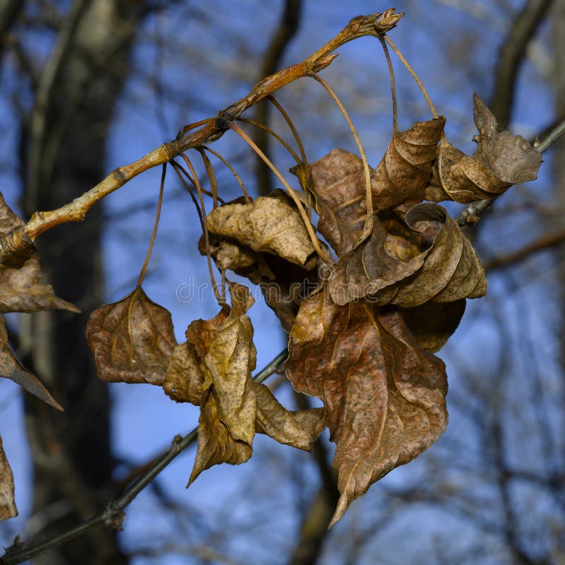 A Close-up View of Dried Brown Leaves on a Tree Branch in Autumn Stock ...