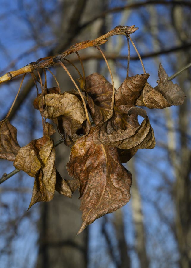 A Close-up View of Dried Brown Leaves on a Tree Branch in Autumn Stock ...