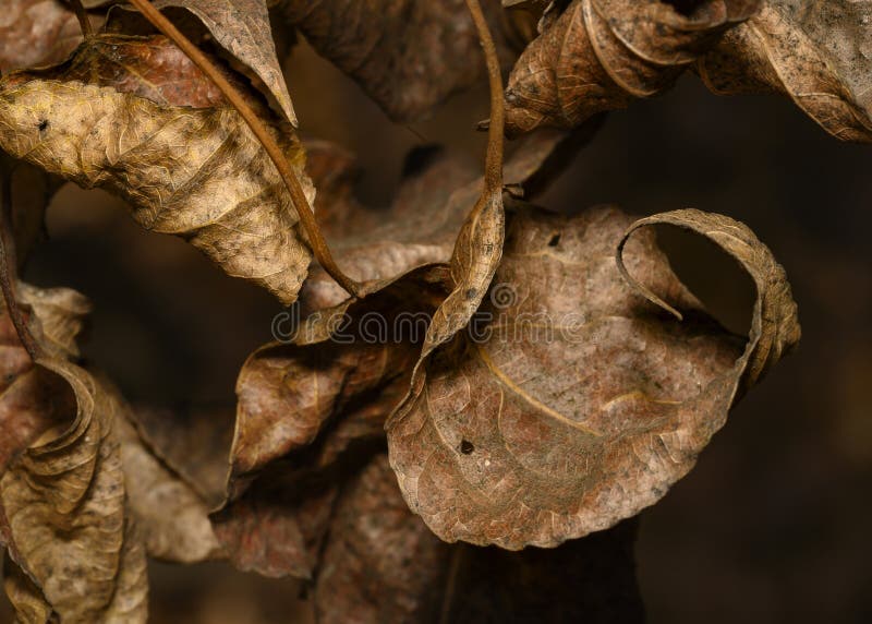 A Close-up View of Dried Leaves on a Tree Branch in Autumn Stock Photo ...