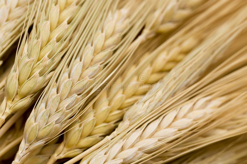 Close up view of Wheat stock photo. Image of farm, bloom - 103963408