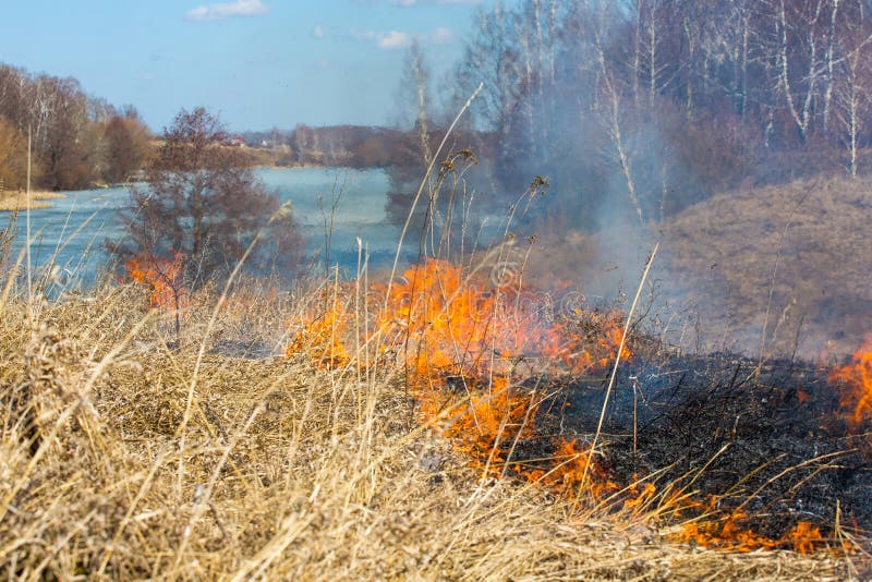 Dry Grass Burning in Forest Fire Stock Photo - Image of forest ...