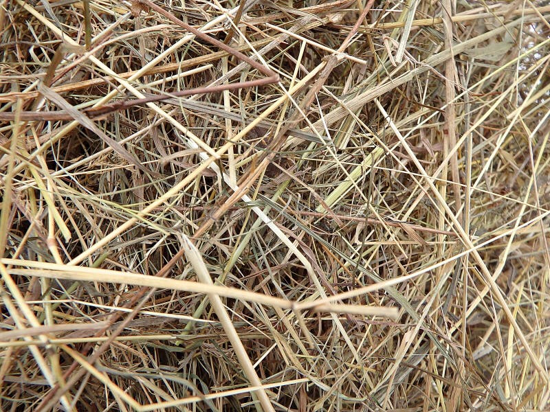 Close up view of dry hay stock image. Image of leaf - 108619585
