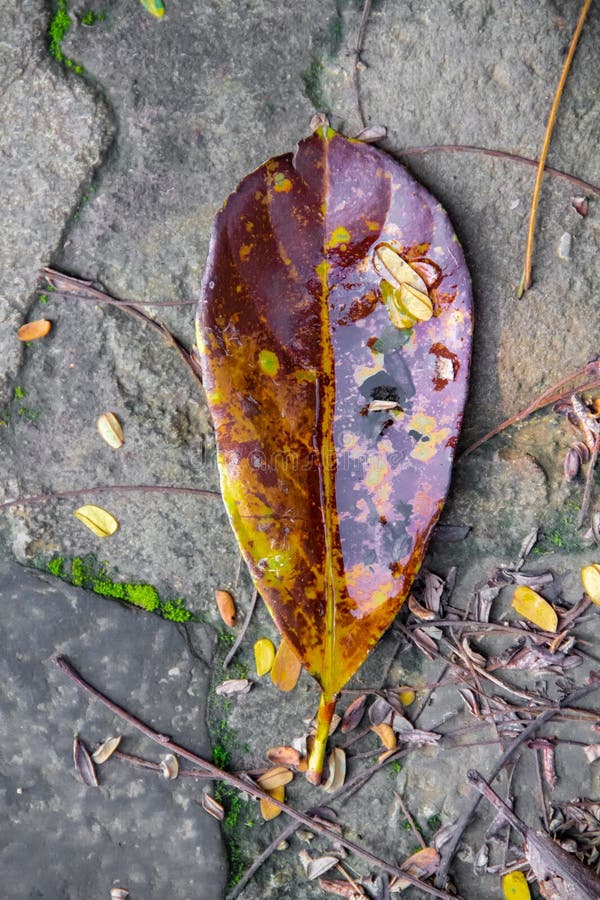 Close-up View of Dry Leaves Falling on the Ground Stock Image - Image ...