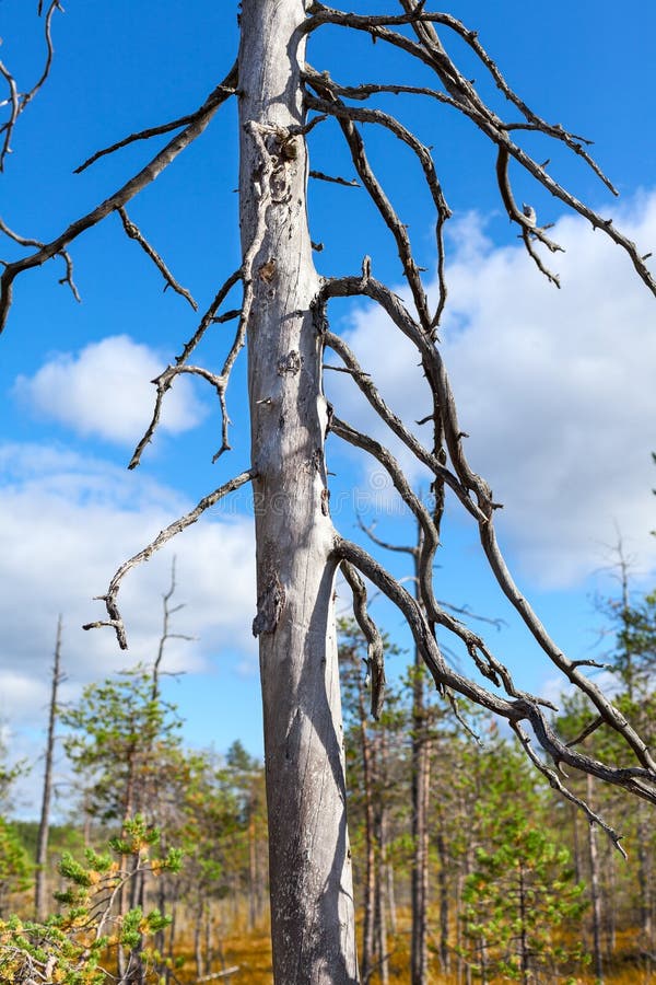 Close-up View at Dry Stem of Tree, Swampland Stock Image - Image of ...