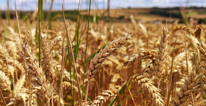 Close-up View of an Ear of Wheat in a Field, Grain Field, Wheat Field ...