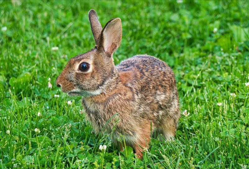 Close Up View of Eastern Cottontail Rabbit Stock Photo - Image of ...