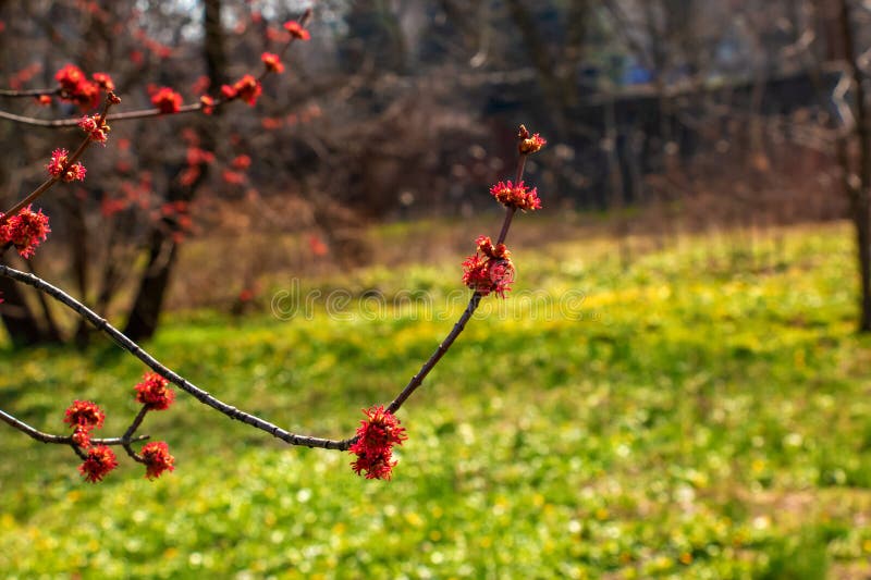 Close Up View of Emerging Flower Blossoms on a Red Maple Tree Acer ...