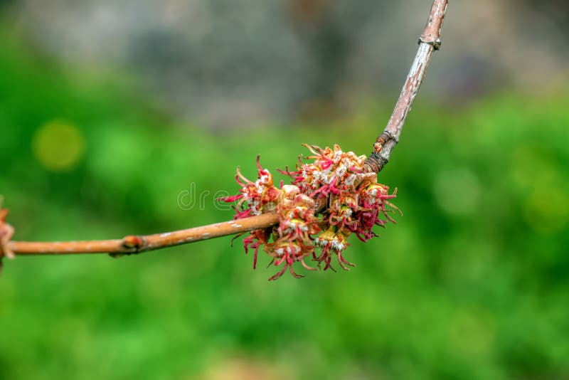 Close Up View of Emerging Flower Blossoms on a Red Maple Tree Acer ...