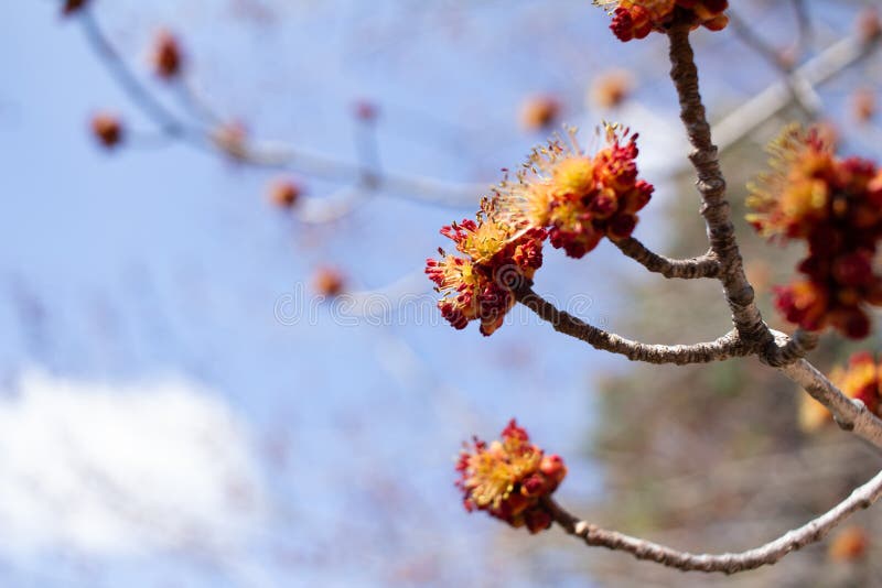 Stages of Opening Leaf Buds on Sycamore Tree Acer Pseudoplatanus Stock ...