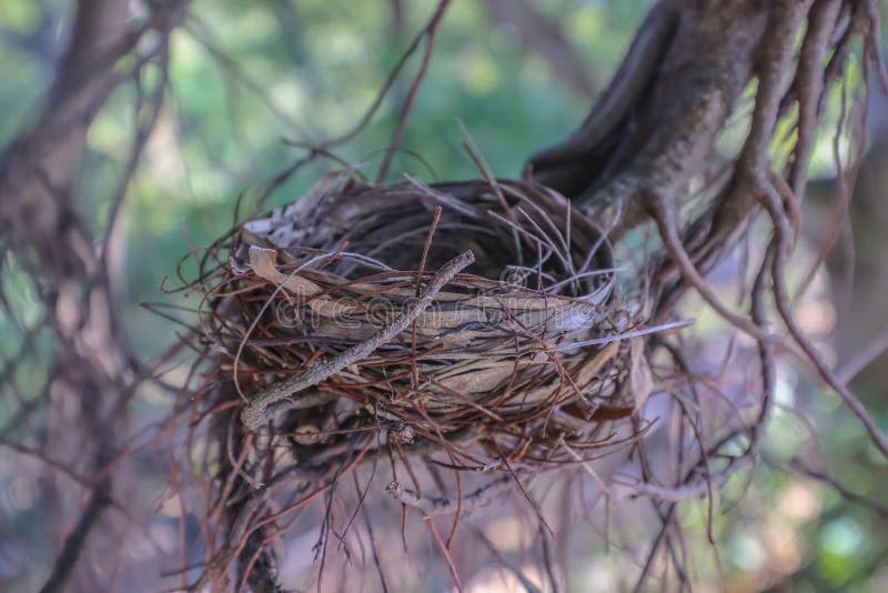 Close Up View of an Empty Bird Nest in a Tree Stock Image - Image of ...