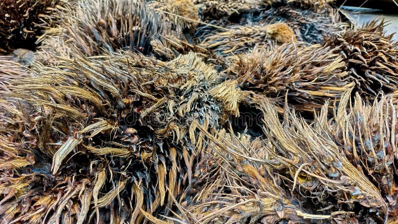 Close Up View of Empty Oil Palm Bunches Stock Image - Image of leaf ...