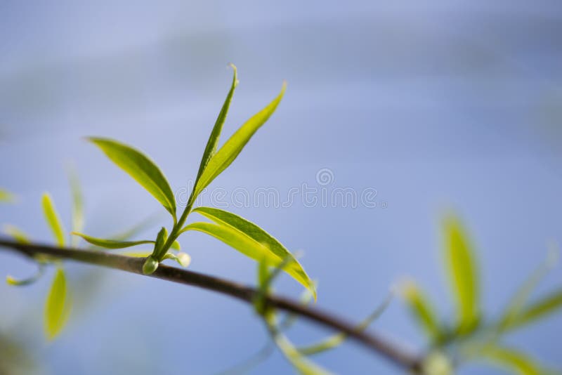 The Willow Has Sprouted. a Small Willow Sprout from Seals. Green Willow ...