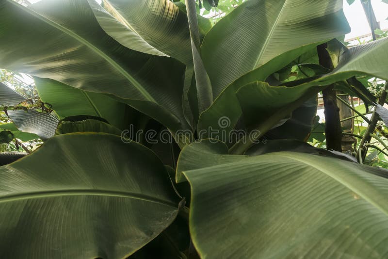 Close Up View of Ensete Superbum Leaves Stock Photo - Image of ...