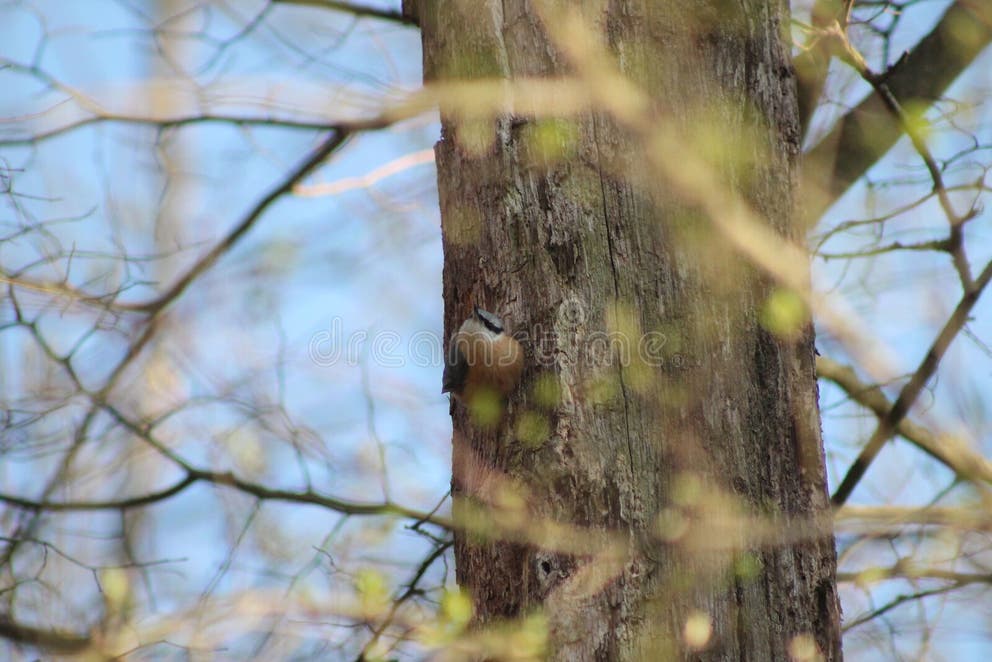 Close-up View of a Eurasian Nuthatch on the Tree Bark Stock Image ...
