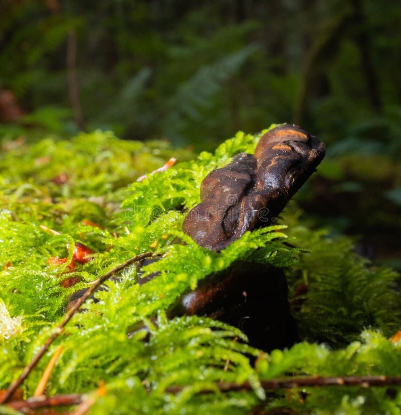 Close-up View of Exidia Fungus and Moss Growing in the Greenery Stock ...