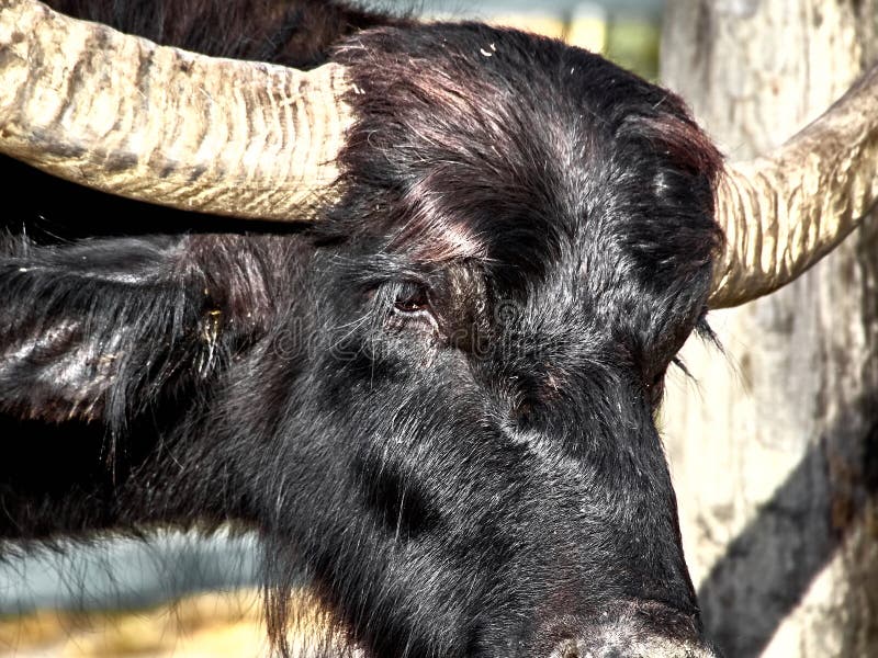 Colorful Bull Big Funny Close Stock Photos - Free & Royalty-Free Stock ...