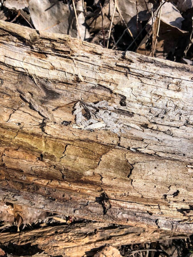 Textured Bark on Fallen Tree in Forest Stock Image - Image of close ...
