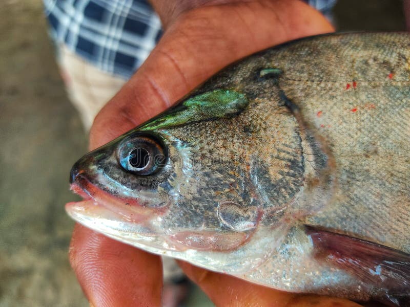 Close Up View of Featherback Fish in Hand of a Fish Farmer HD Stock ...