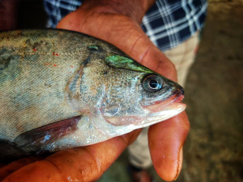 Close Up View of Featherback Fish in Hand of a Fish Farmer HD Stock ...