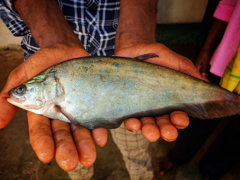 Close Up View of Featherback Fish in Hand of a Fish Farmer HD Stock ...