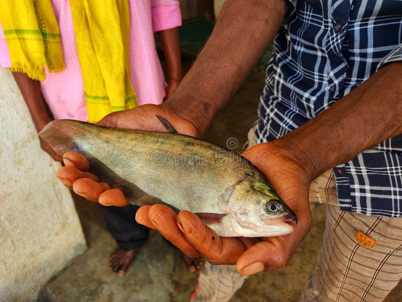 Close Up View of Featherback Fish in Hand of a Fish Farmer HD Stock ...