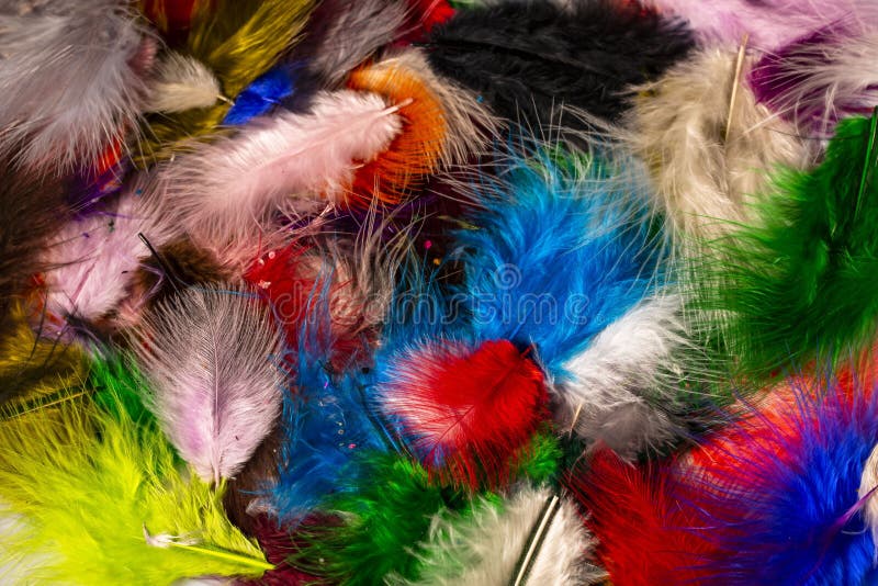 Close Up View of Feathers of Different Colors. Beautiful Colorful ...