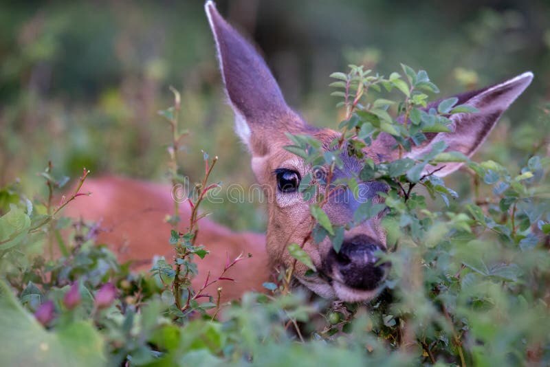 Close Up View at Female Elk Eye Stock Photo - Image of tree, brown ...