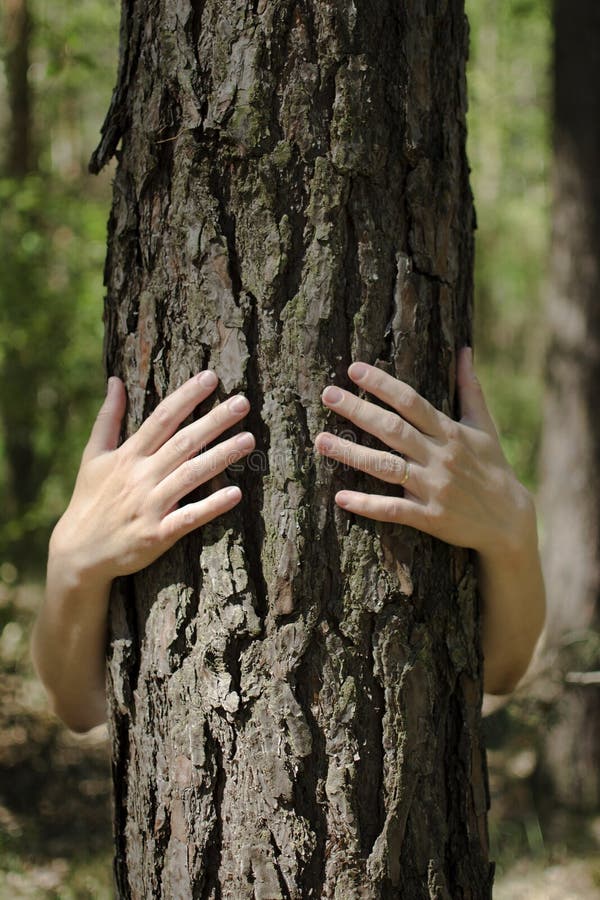 Close-up View of Female Hands Embracing Tree Trunk Stock Image - Image ...