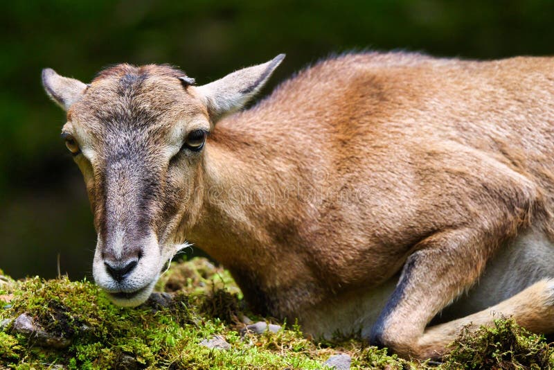 Close-up View of a Female Mouflon Laying on the Grass Looking Stock ...
