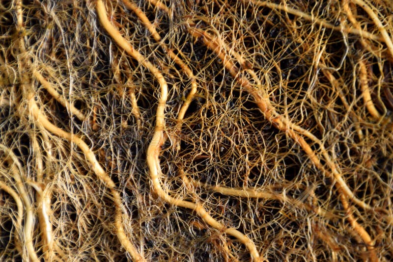 Images Of Fibrous Roots