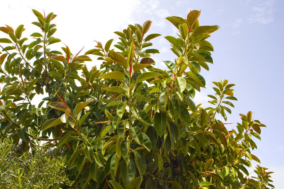 Close Up View of Ficus Elastica Roxb Stock Image - Image of closeup ...