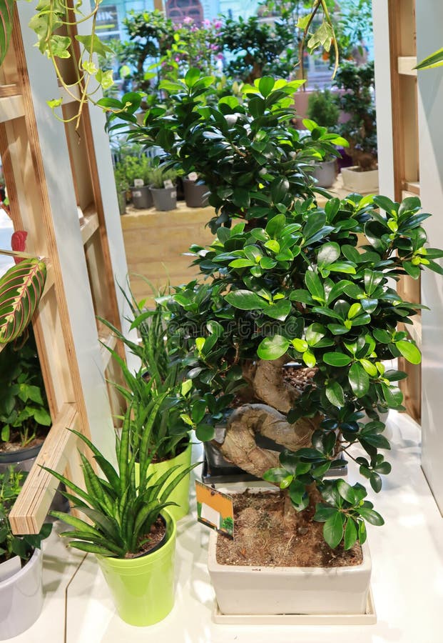 Close Up View of Ficus Retusa in Pot Stock Image - Image of gardening ...