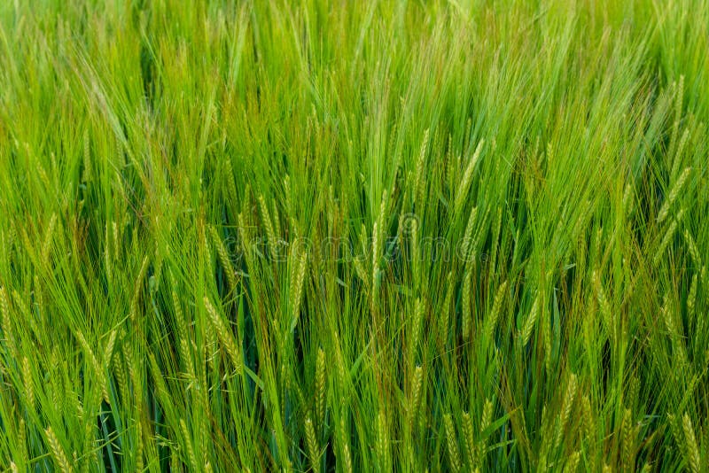 Close Up View of a Field of Young Corn. Stock Photo - Image of field ...