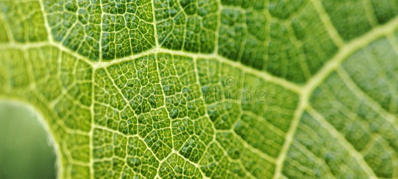 Naked Figue Skating Stock Photos - Free & Royalty-Free Stock Photos ...