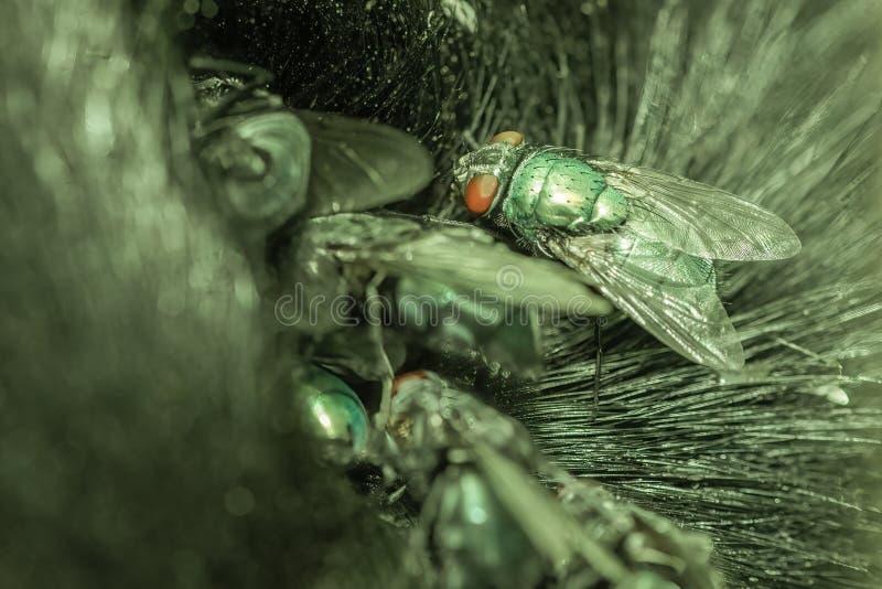 Close Up View of Flies on a Dog Decayed Corpse Eating. Stock Photo ...