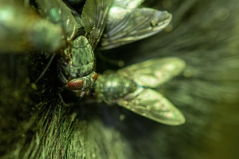Close Up View of Flies Eating a Decayed Animal Body. Stock Photo ...