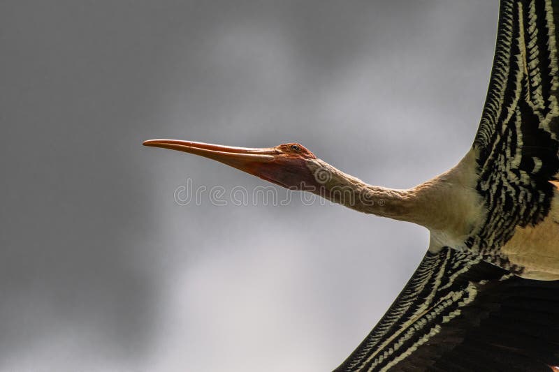 A Close-up View of a Flight of Painted Stork Stock Image - Image of ...