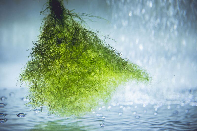 Close-up View of Floating Algae in an Aquascape Environment Stock Photo ...