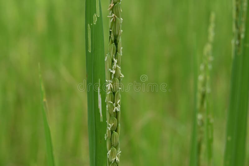 Close Up View of a Flowering Rice Inflorescence with the Tiny Rice ...