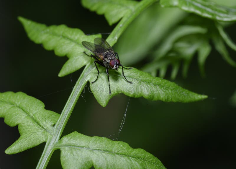 Close Up View of a Fly on a Budding Fern Branch Stock Photo - Image of ...
