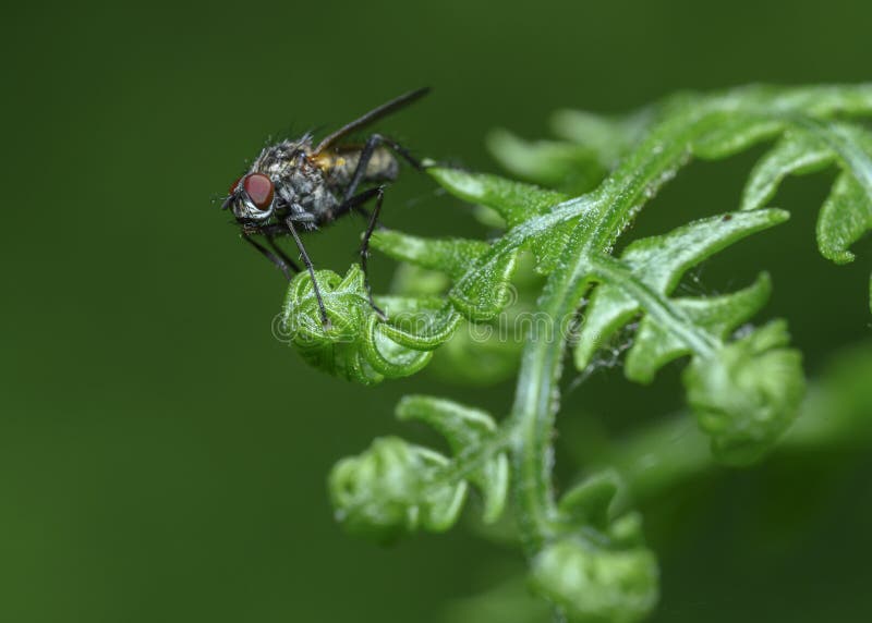 Close Up View of a Fly on a Budding Fern Branch Stock Image - Image of ...