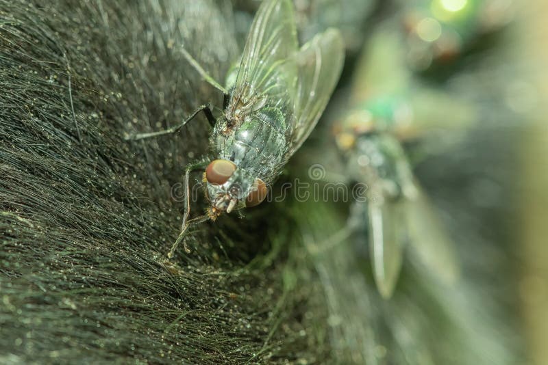 Close Up View of a Fly on a Dog Corpse Eating. Stock Photo - Image of ...