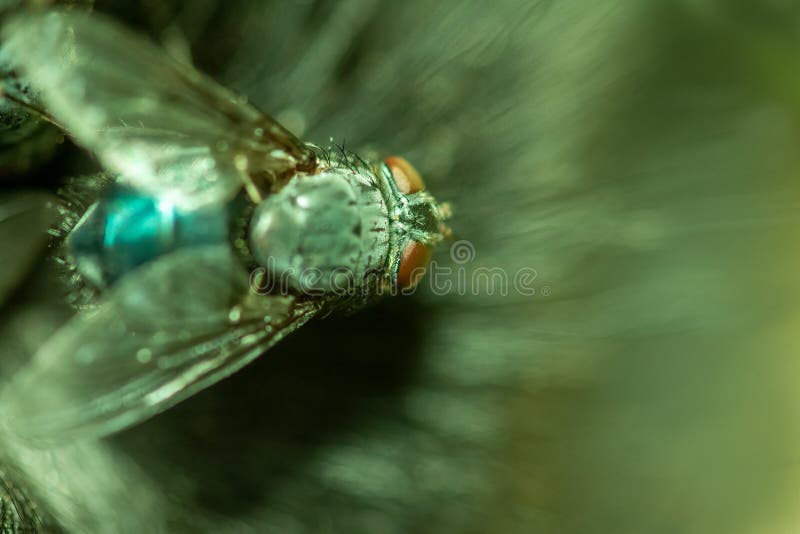 Close Up View of a Fly Eating a Decayed Animal Body. Stock Photo ...