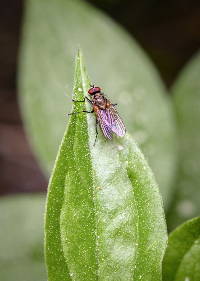 Close Up View of a Fly Sitting on the Edge of a Leaf Pointing ...