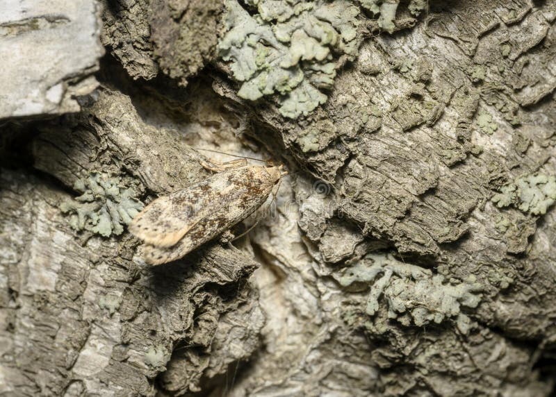A Close-up View of a Forest Moth Masking on the Bark of a Tree Stock ...