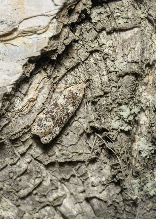 A Close-up View of a Forest Moth Masking on the Bark of a Tree Stock ...