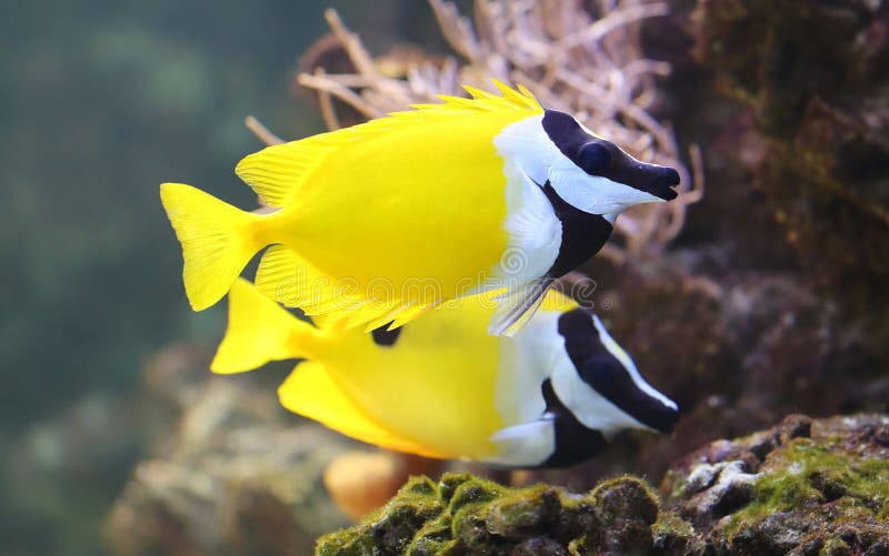 Onespot Foxface Rabbitfish Closeup in an Saltwater Aquarium Stock Photo ...